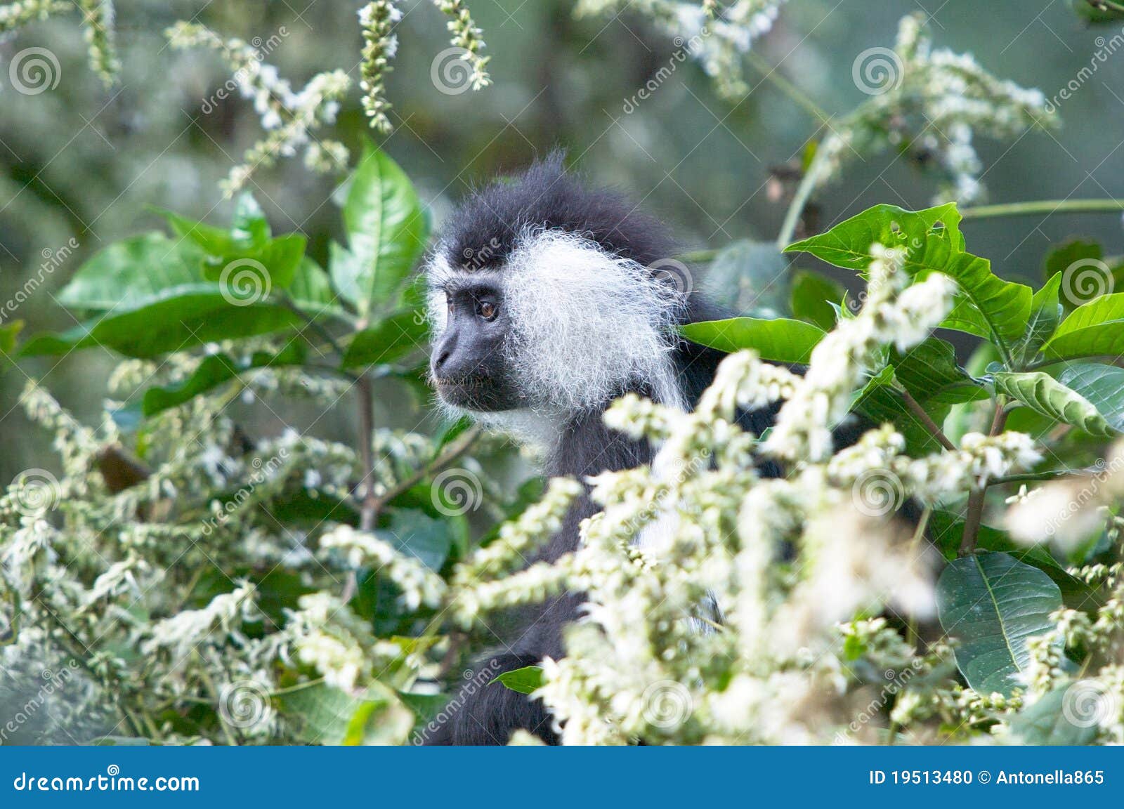 Sad Face Of Colobus Monkey Royalty-Free Stock Image | CartoonDealer.com ...
