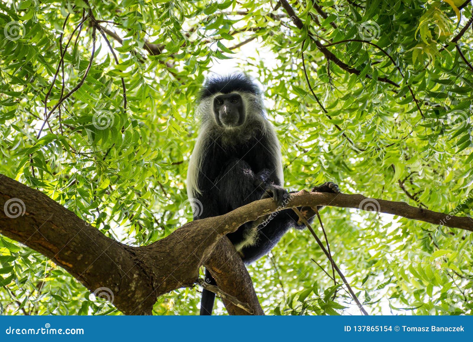 Angola Colobus Ape Hanging on the Tree in Kenya Diani Beach Stock Photo ...