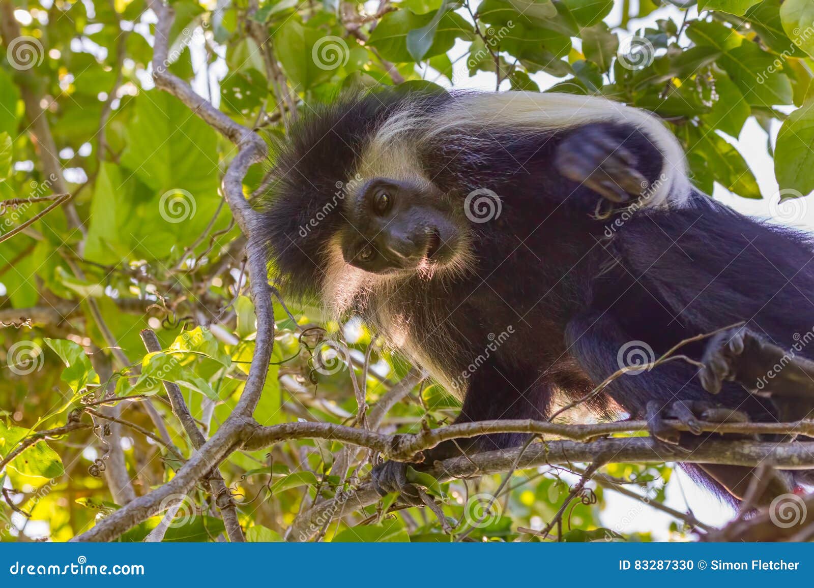 Angola Colobus Monkey, Looking Down Stock Photo - Image of closeup ...