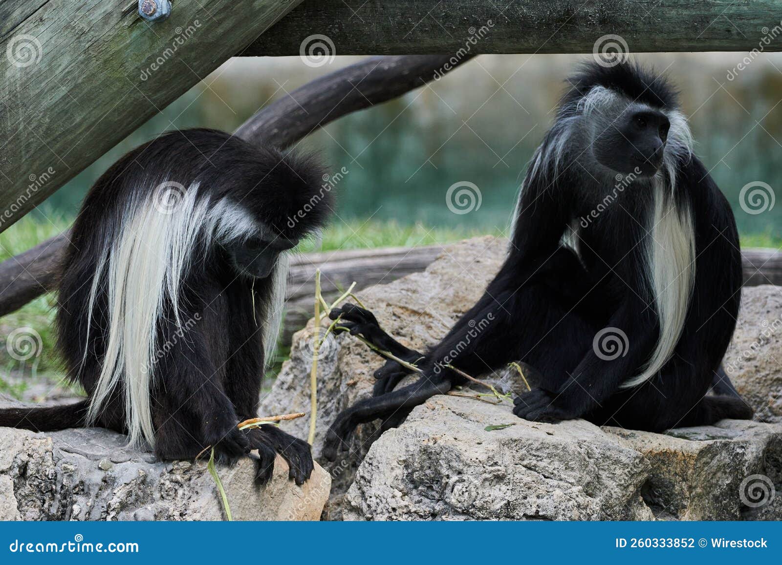 Angola Colobus Monkeys Sitting on Rocks in Zoo Stock Photo - Image of ...