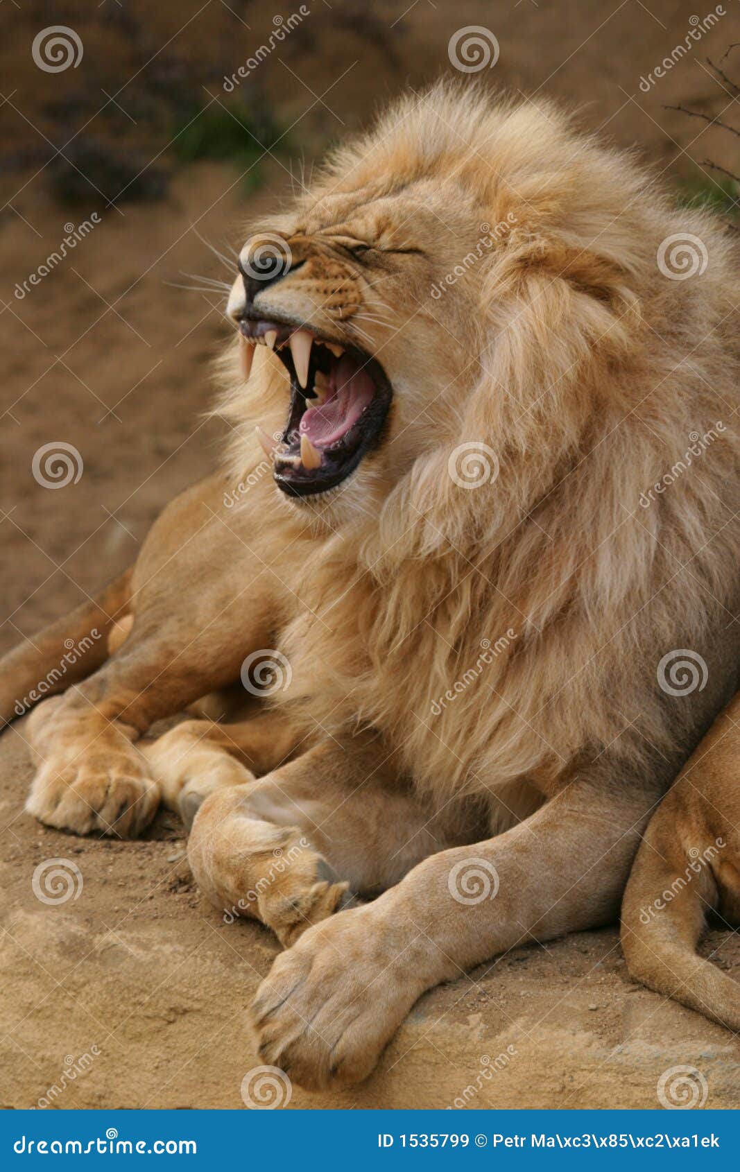 Angola lion stock image. Image of feline, bare, mane, bleyenbergi - 1535799