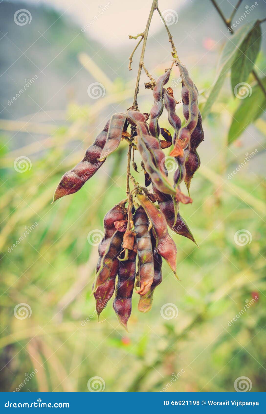 Angola Pea, Congo Pea stock photo. Image of leguminosae - 66921198