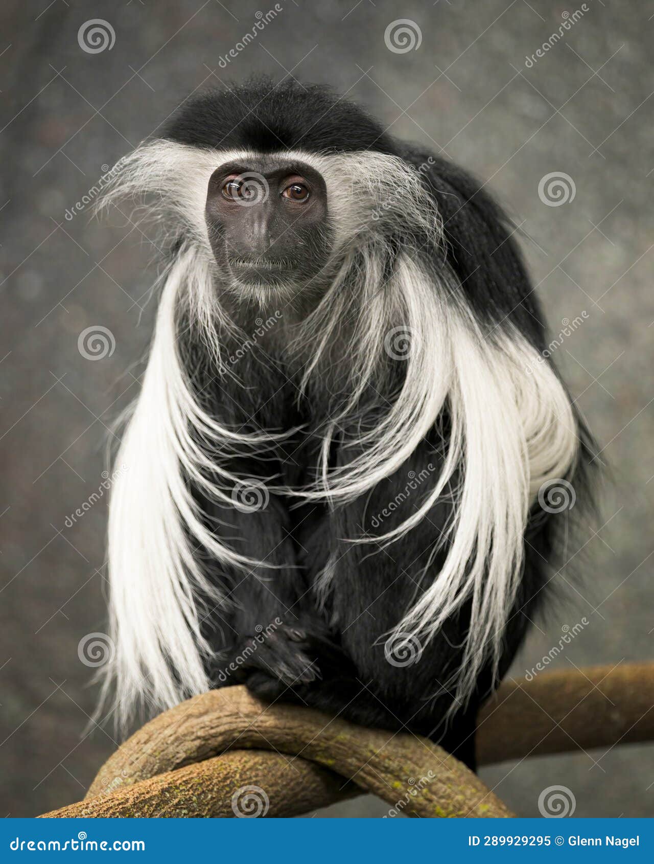 Angolan Colobus Full Body Portrait Stock Image - Image of vertical ...