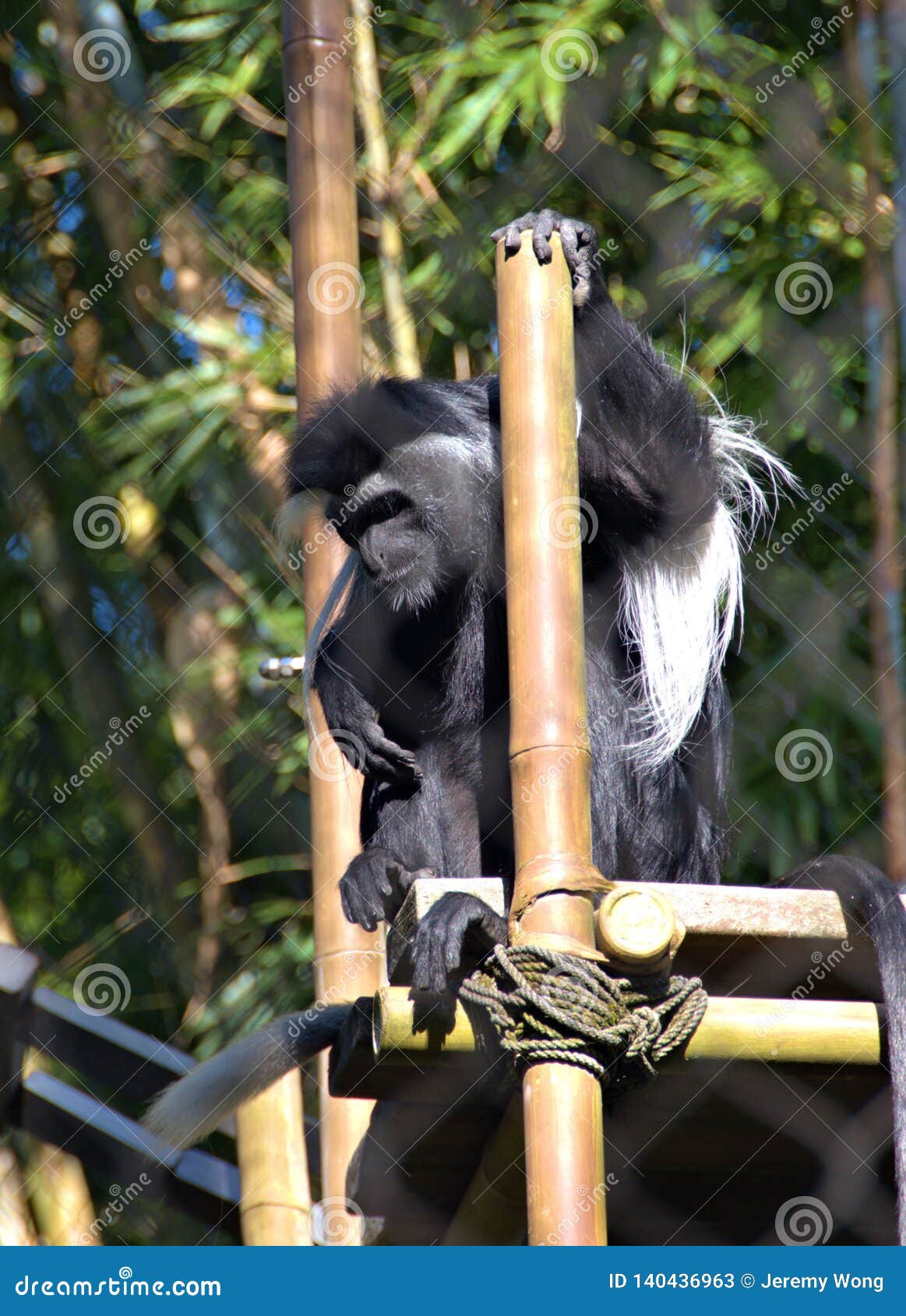 Angolan Colobus Monkey stock image. Image of white, colobus - 140436963