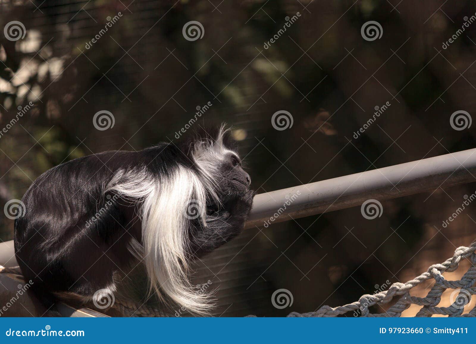 Angolan Colobus Monkey of the Genus Colobus Angolensis Palliatus Stock ...
