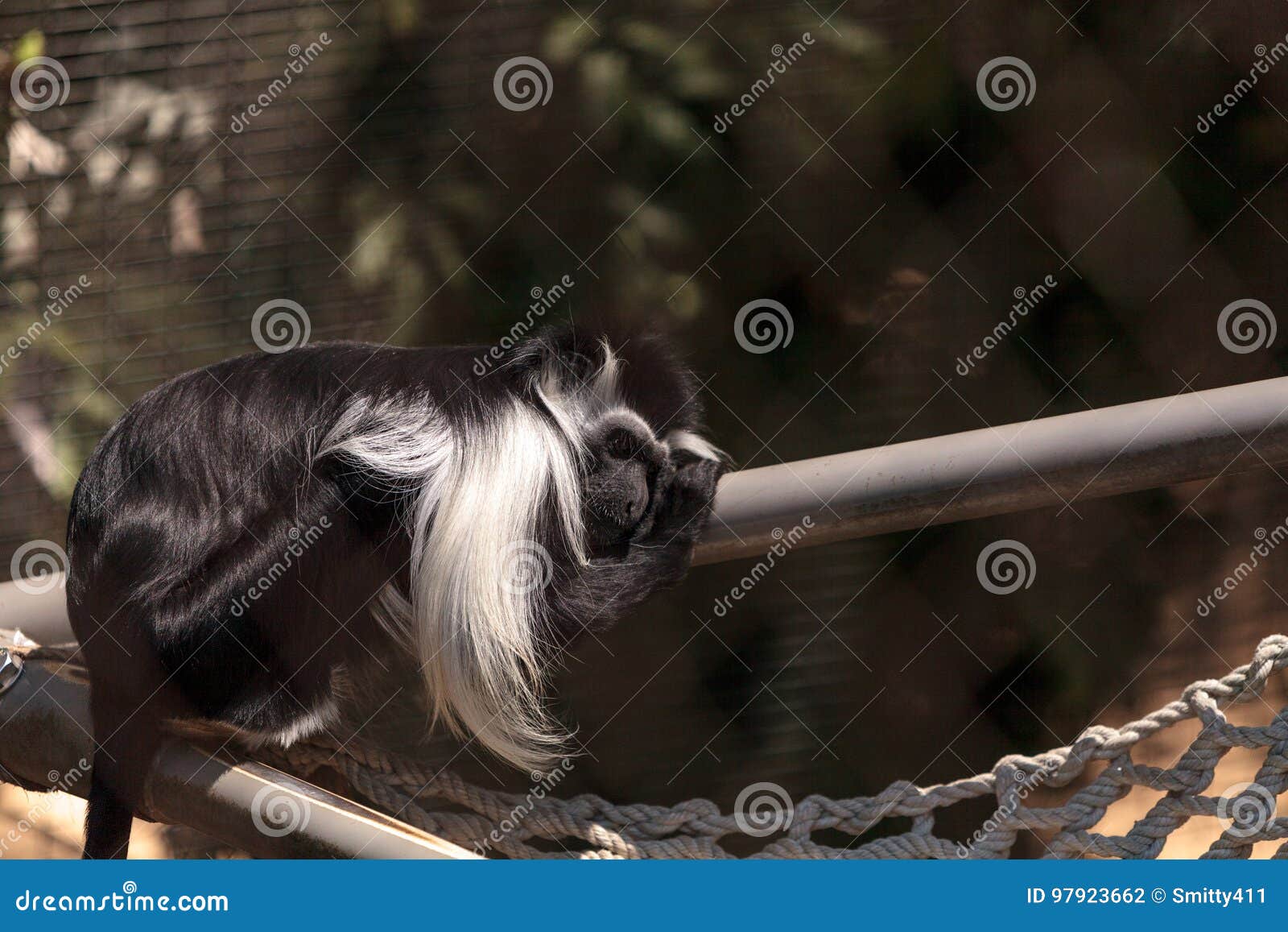 Angolan Colobus Monkey of the Genus Colobus Angolensis Palliatus Stock ...