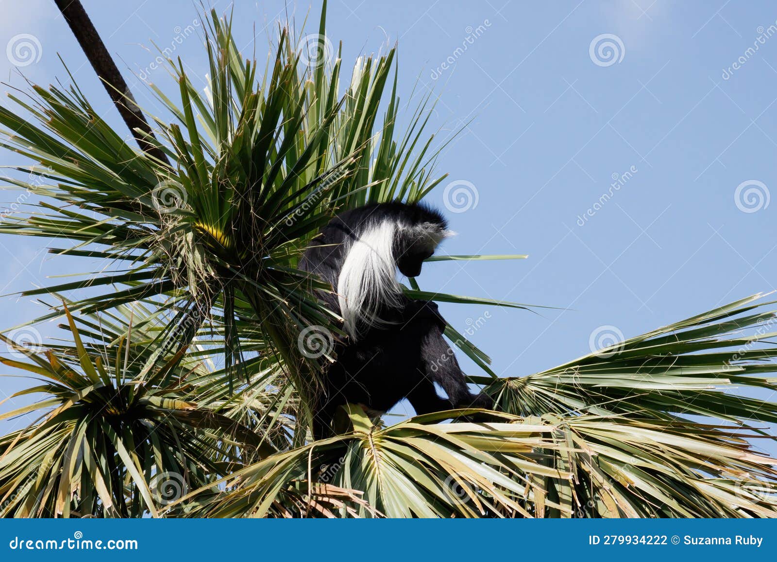 Angolan colobus monkey stock photo. Image of colobus - 279934222
