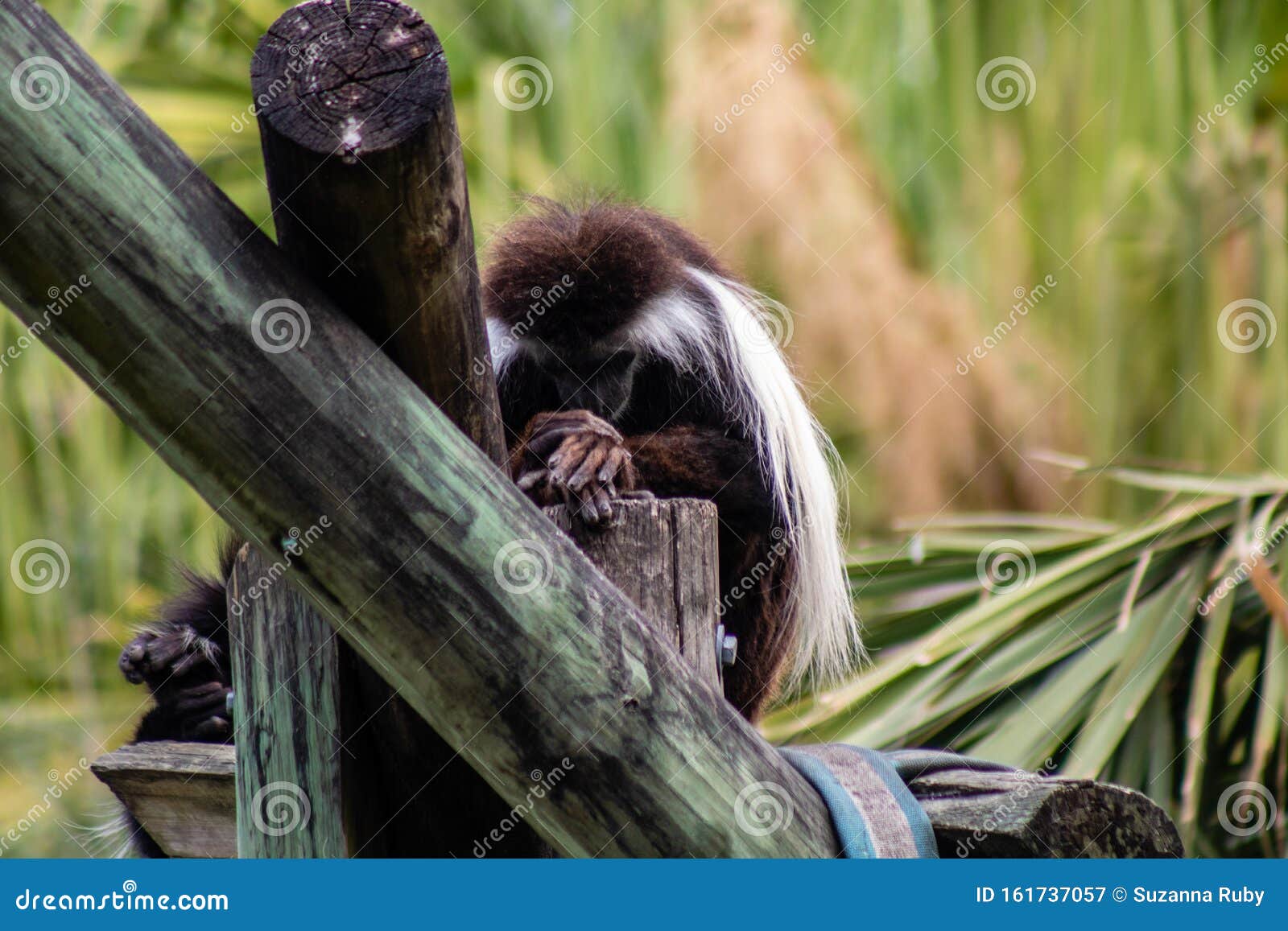 Angolan colobus stock image. Image of monkey, animal - 161737057