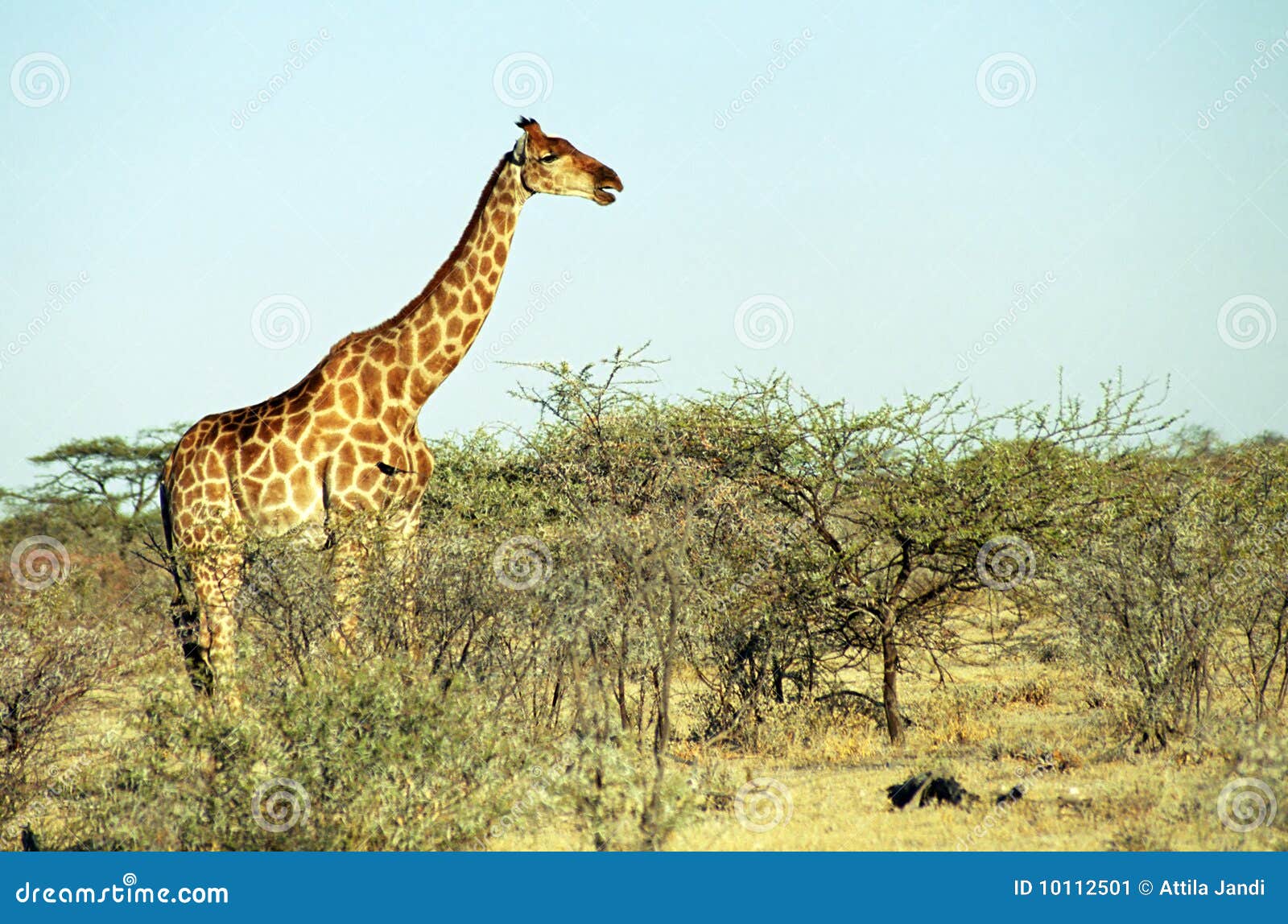 Angolan Giraffe