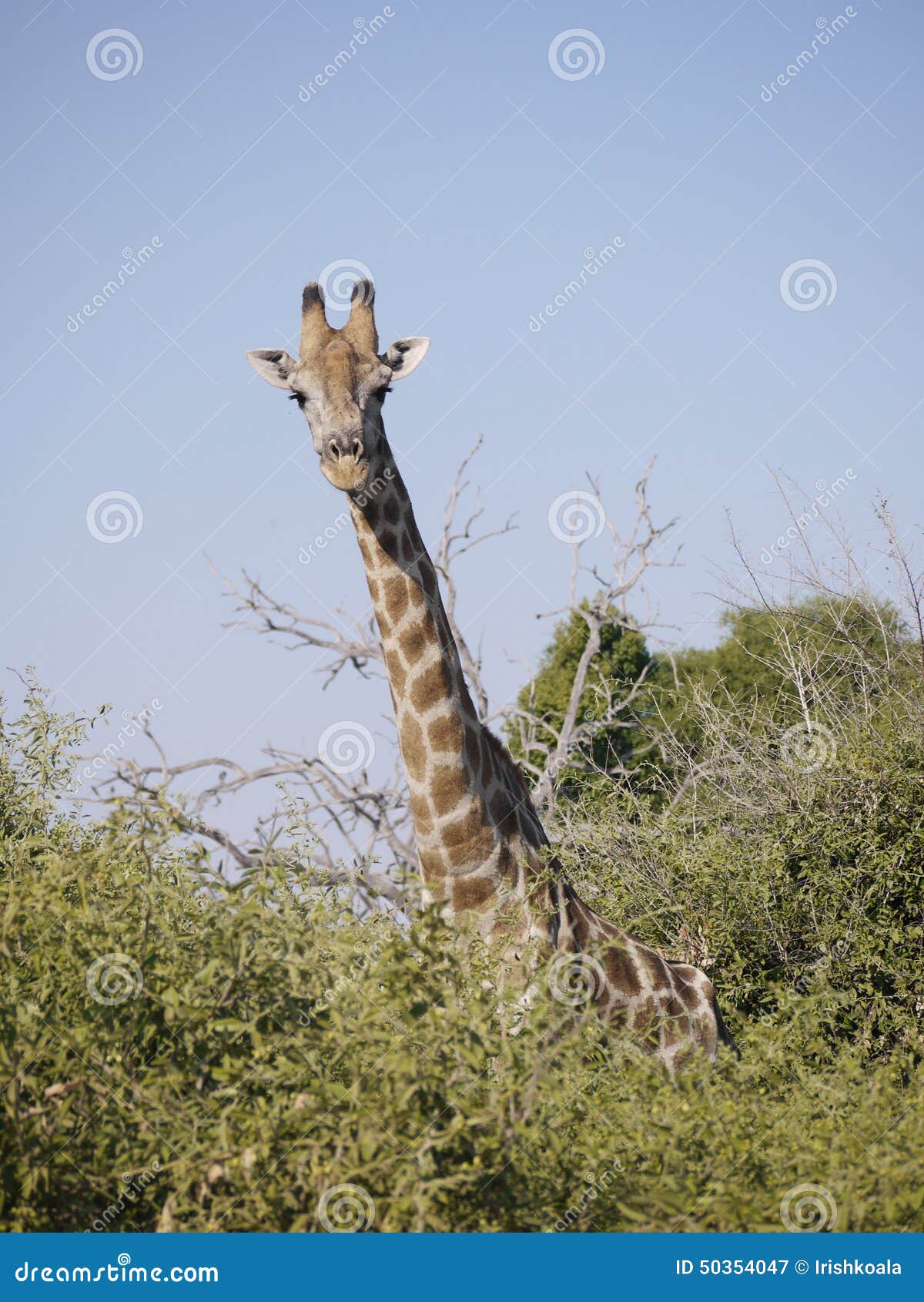 Angolan Giraffe stock image. Image of grass, color, african - 50354047