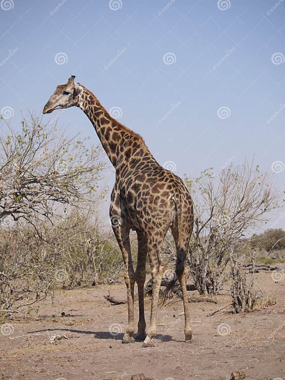 Angolan Giraffe stock photo. Image of africa, national - 50355202