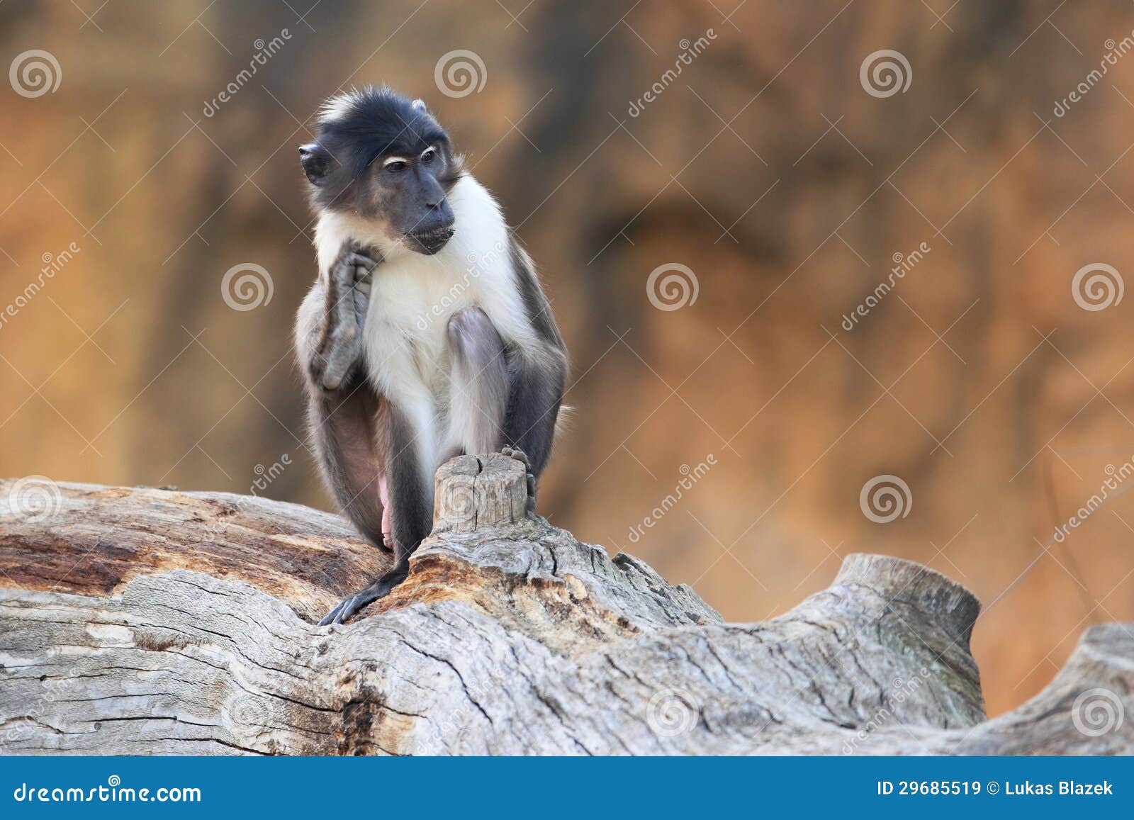 Angolan talapoin stock image. Image of miopithecus, primate - 29685519