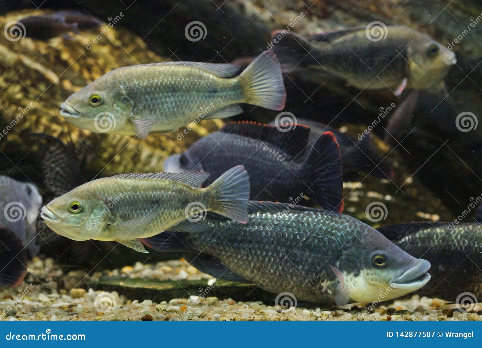 Angolan Tilapia Oreochromis Angolensis Stock Image - Image of lake ...