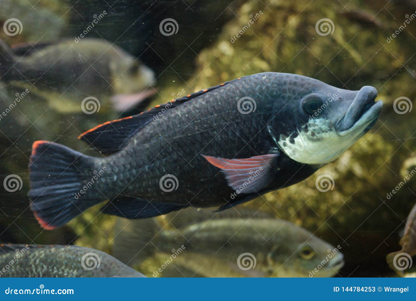 Angolan Tilapia Oreochromis Angolensis Stock Image - Image of natural ...