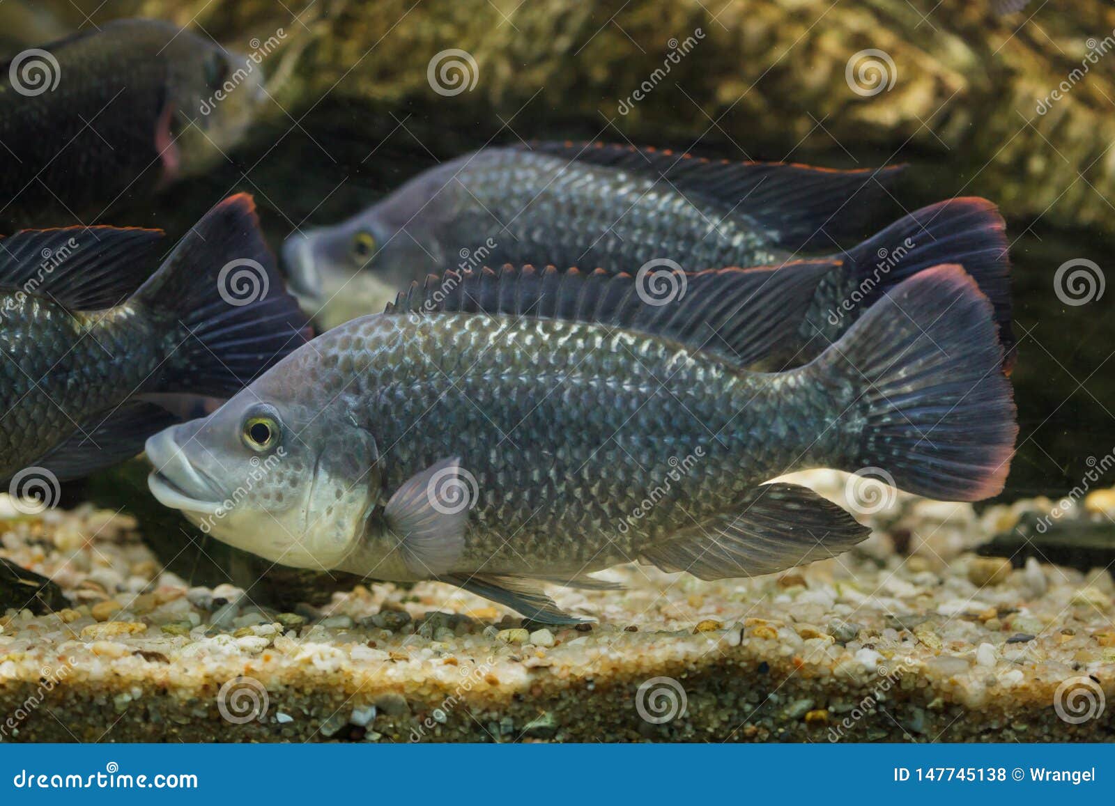 Angolan Tilapia Oreochromis Angolensis Stock Photo - Image of ...