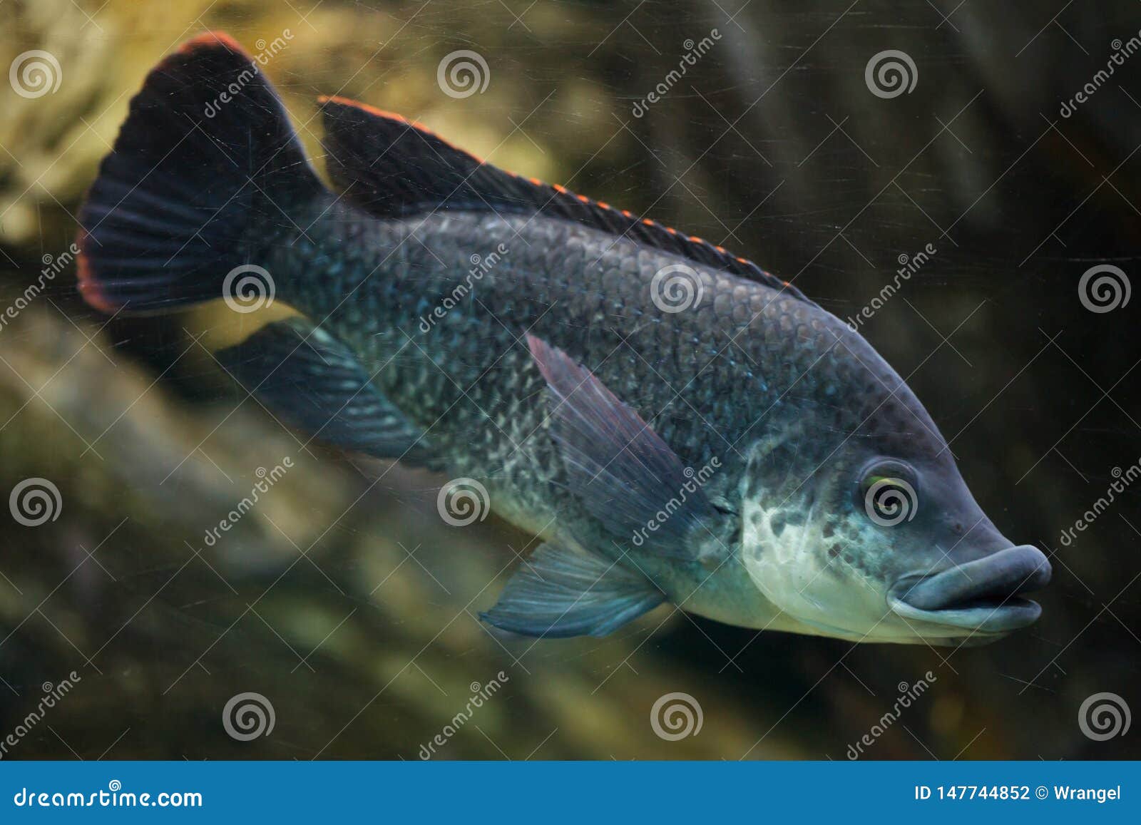 Angolensis Angolais D'Oreochromis De Tilapia Photo stock - Image du ...