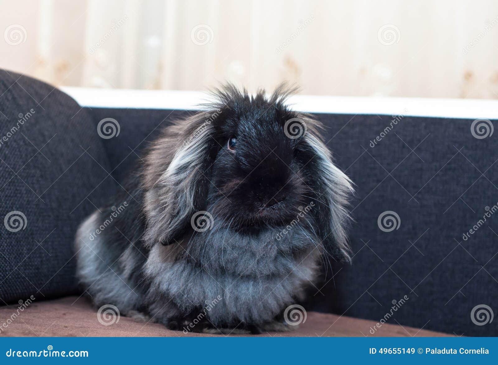 Angora Black Rabbit stock image. Image of cony, meadow - 49655149