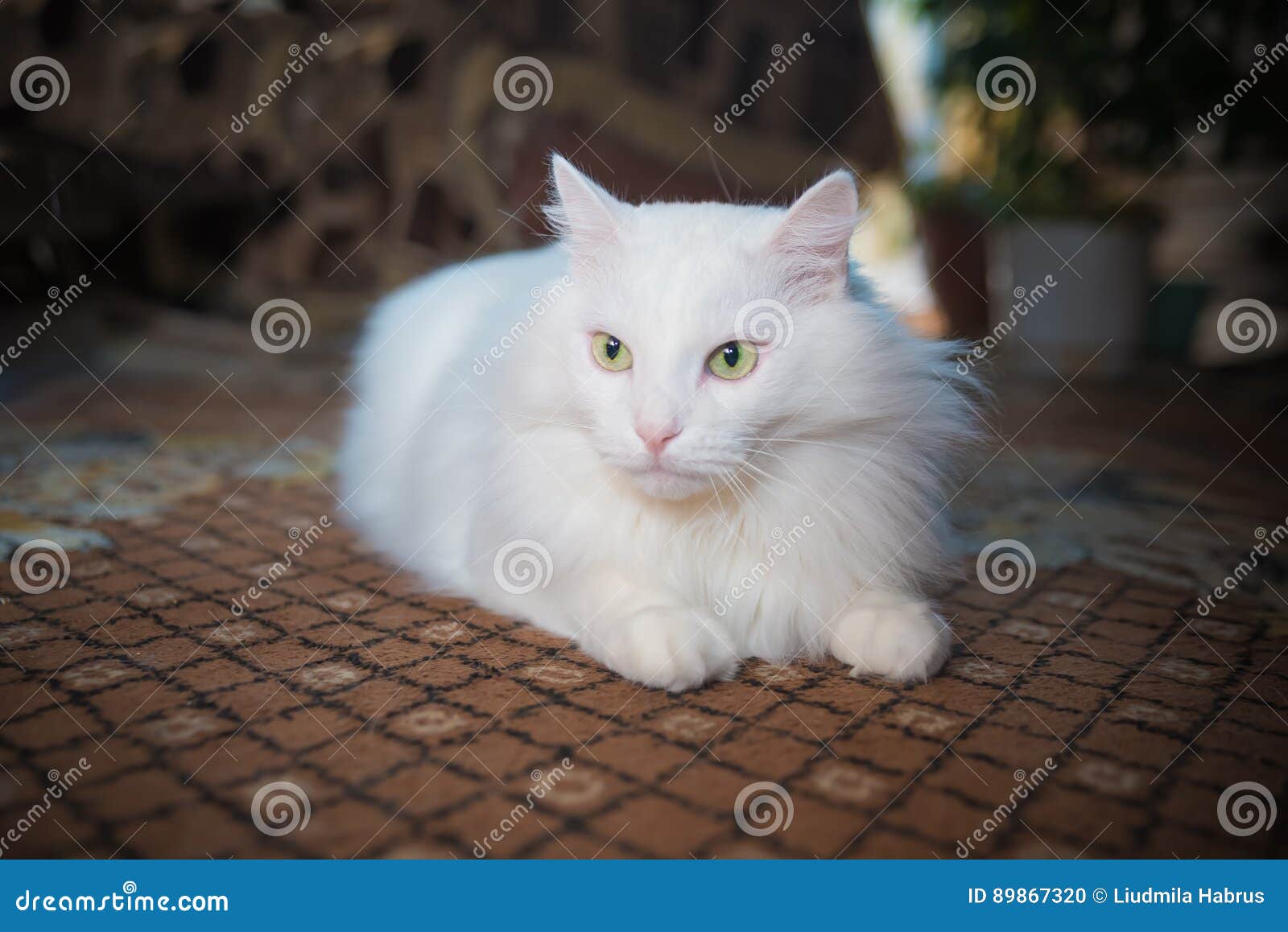 Angora Blanco Del Persa De La Raza Del Gato Foto de archivo - Imagen de ...