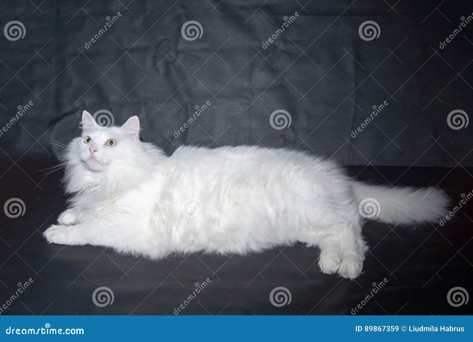 Angora Blanco Del Persa De La Raza Del Gato Imagen de archivo - Imagen ...