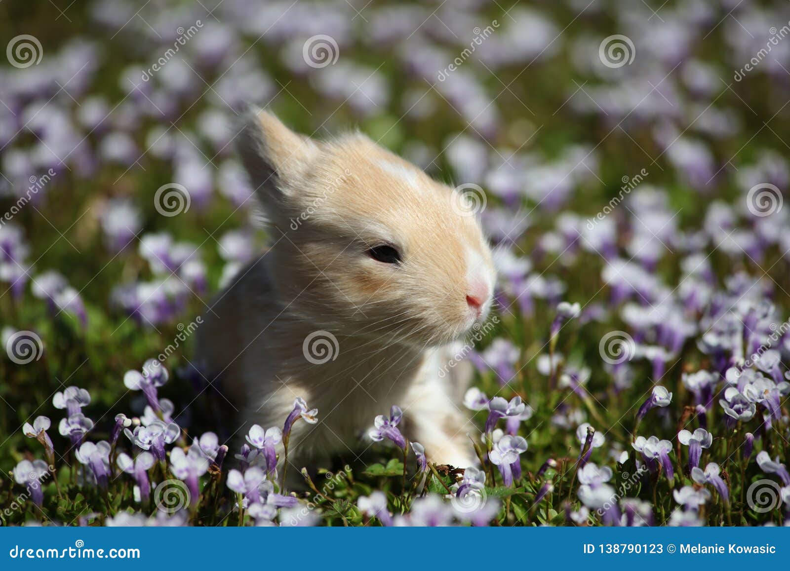 Spring Bunny stock image. Image of spring, easter, furry - 138790123