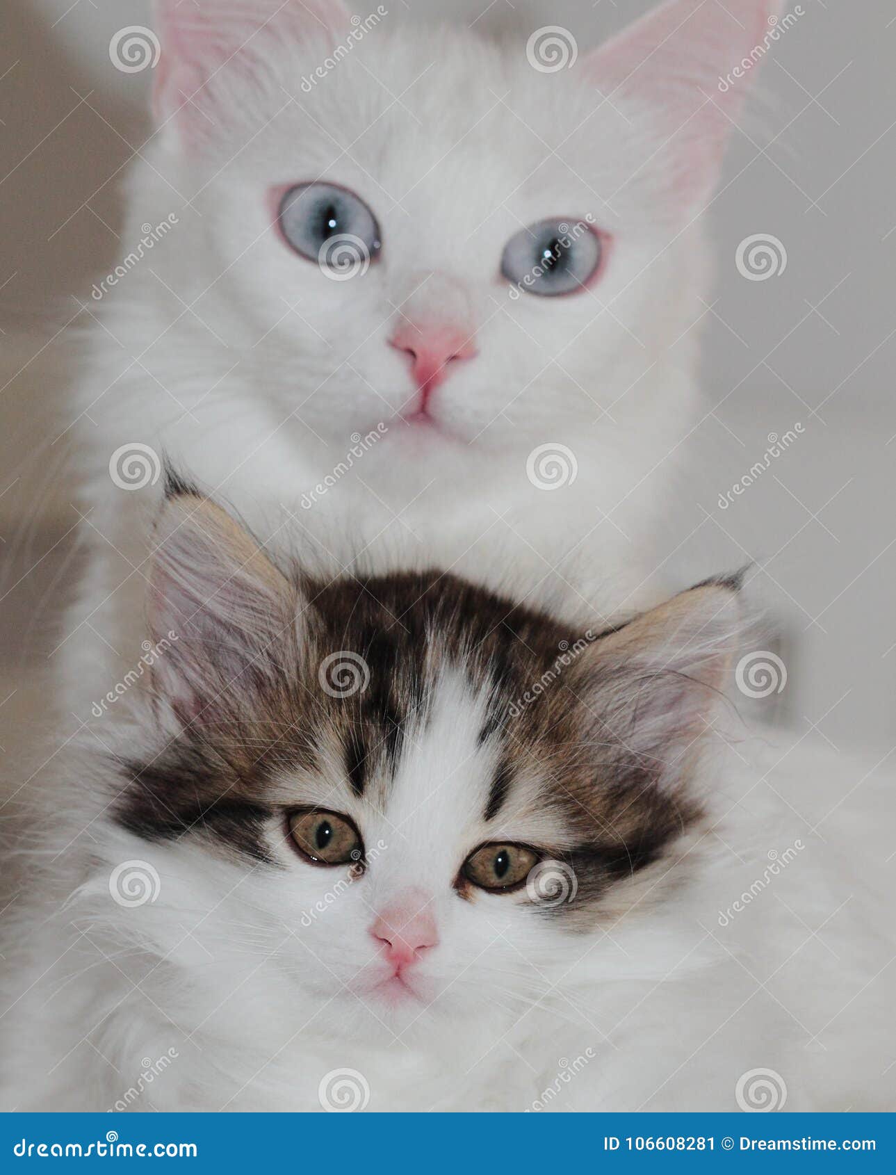 Angora cat with her baby. stock image. Image of white - 106608281