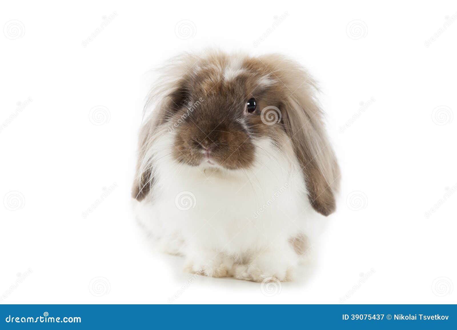 Angora del conejo imagen de archivo. Imagen de pelo, estudio - 39075437