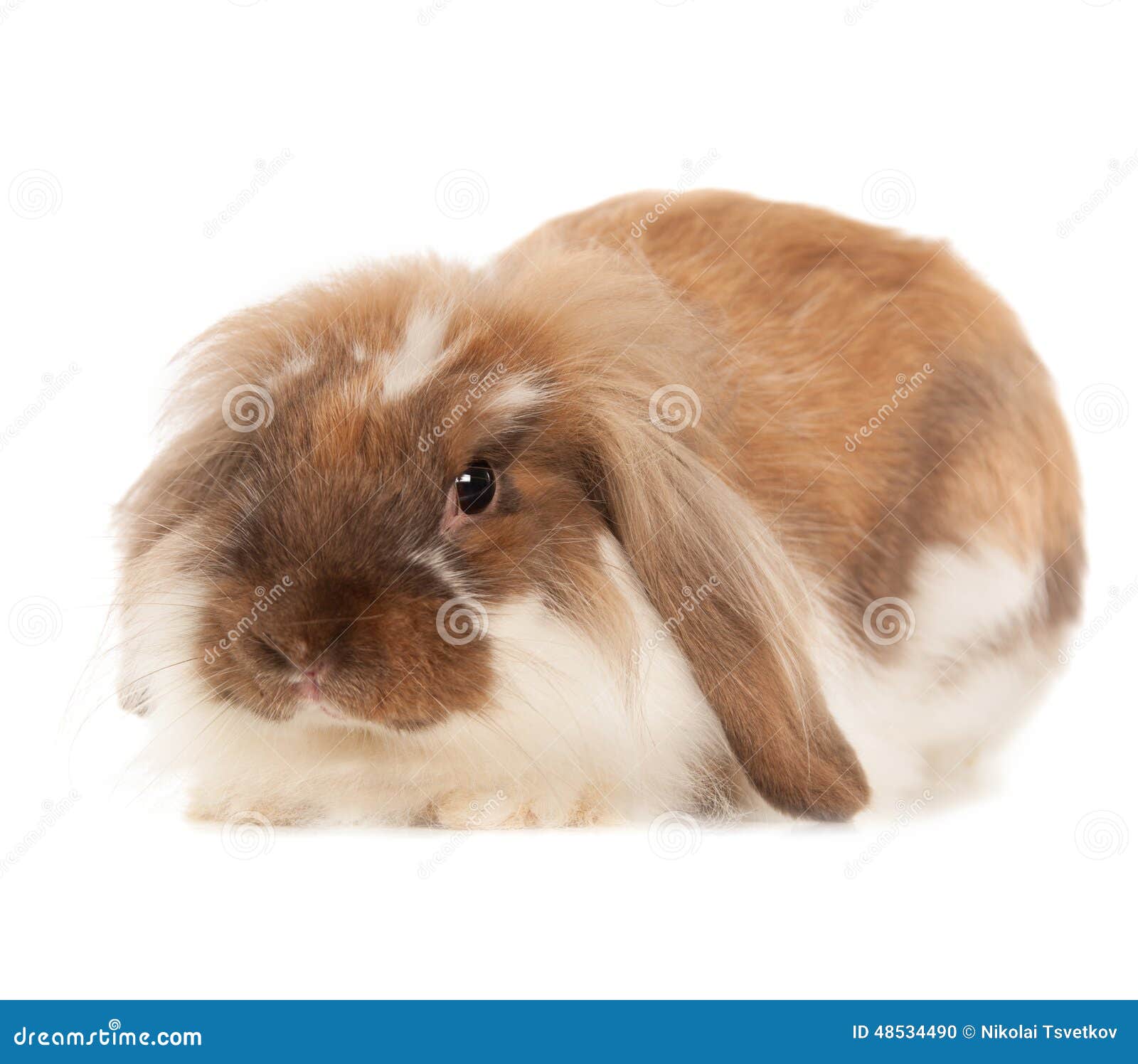 Angora Do Coelho Isolado No Fundo Branco Foto de Stock - Imagem de ...