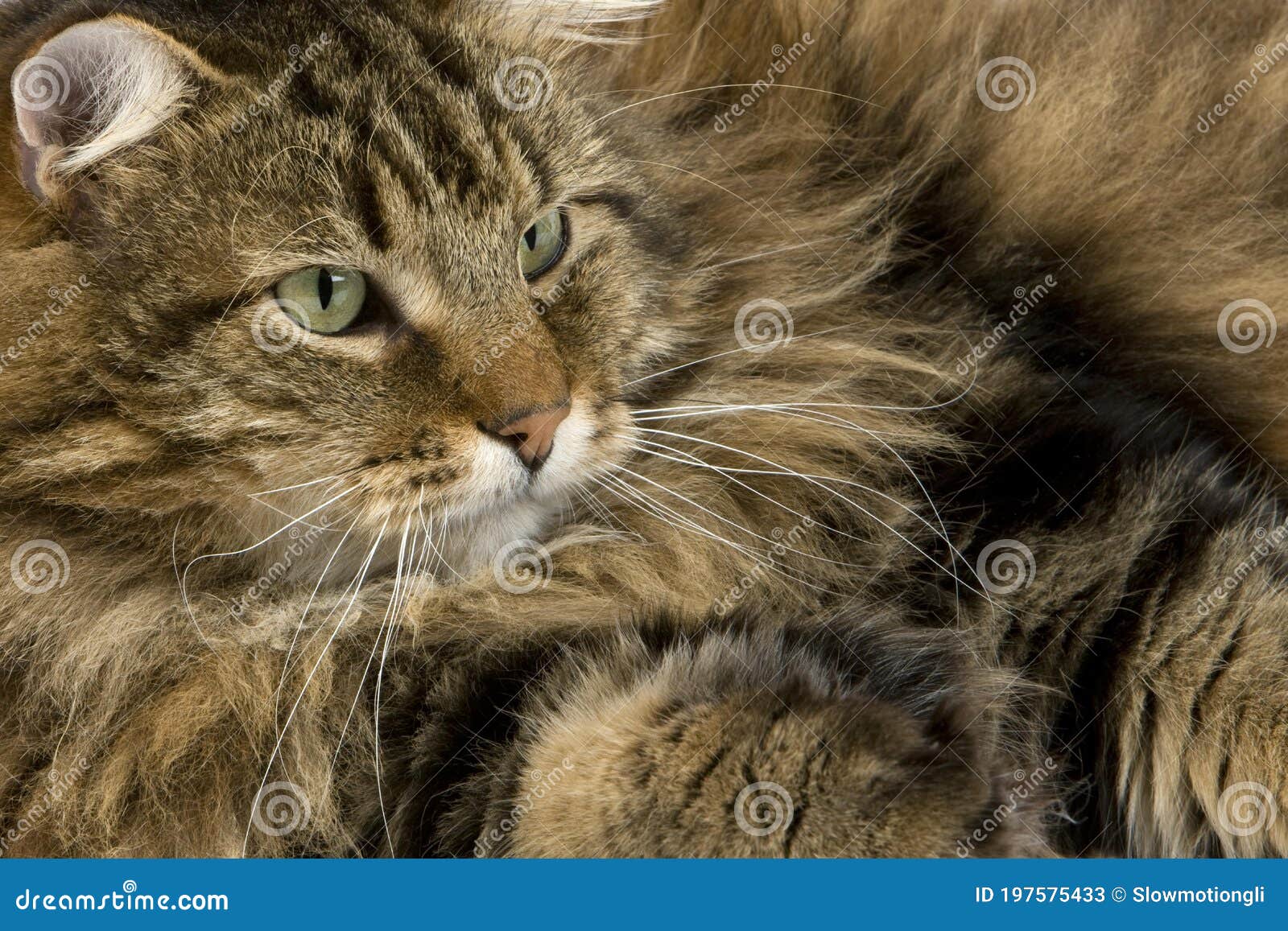 Angora Domestic Cat, Male With Funny Face Against White Background ...