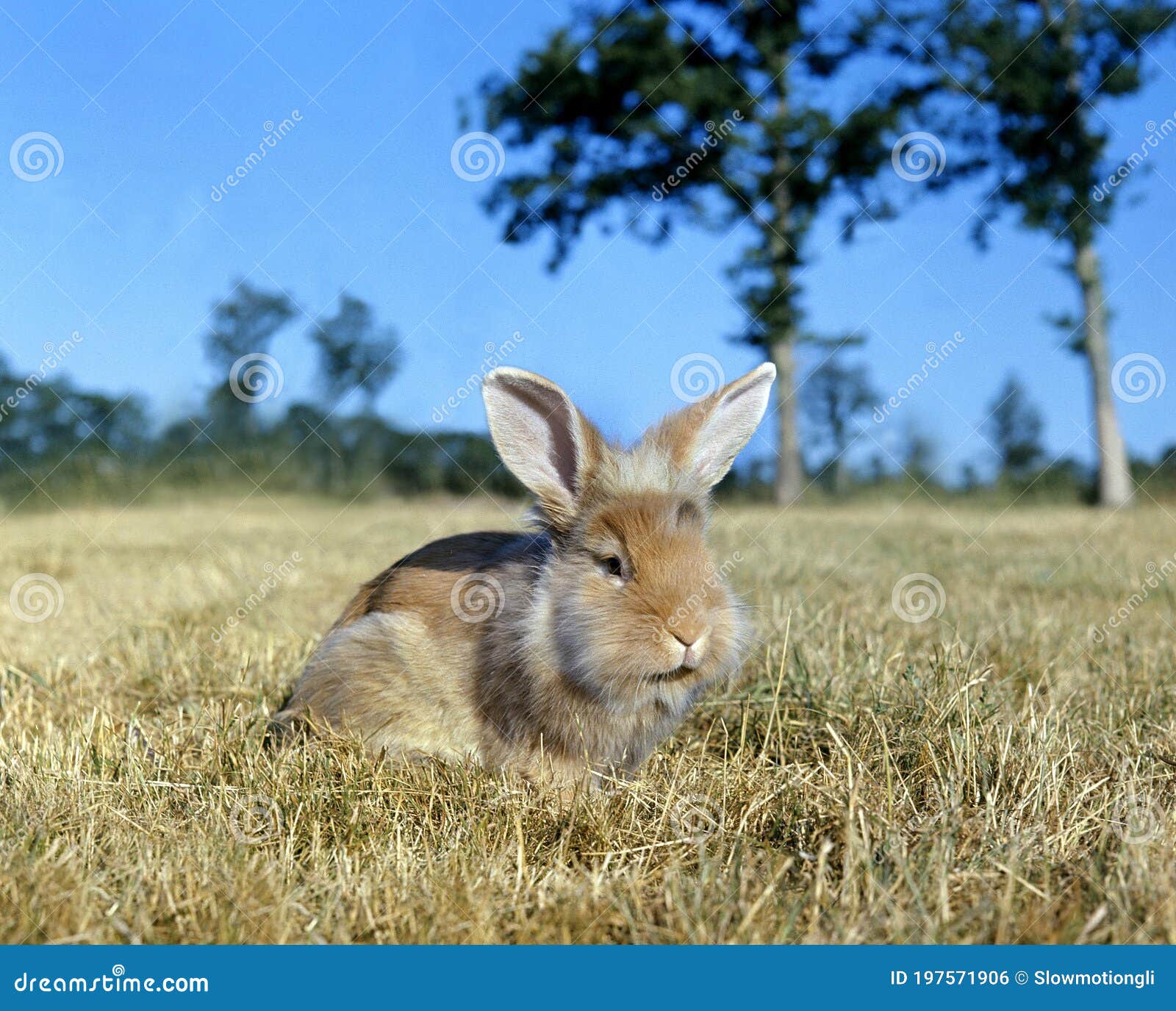 Angora Domestic Rabbit stock photo. Image of rodent - 197571906