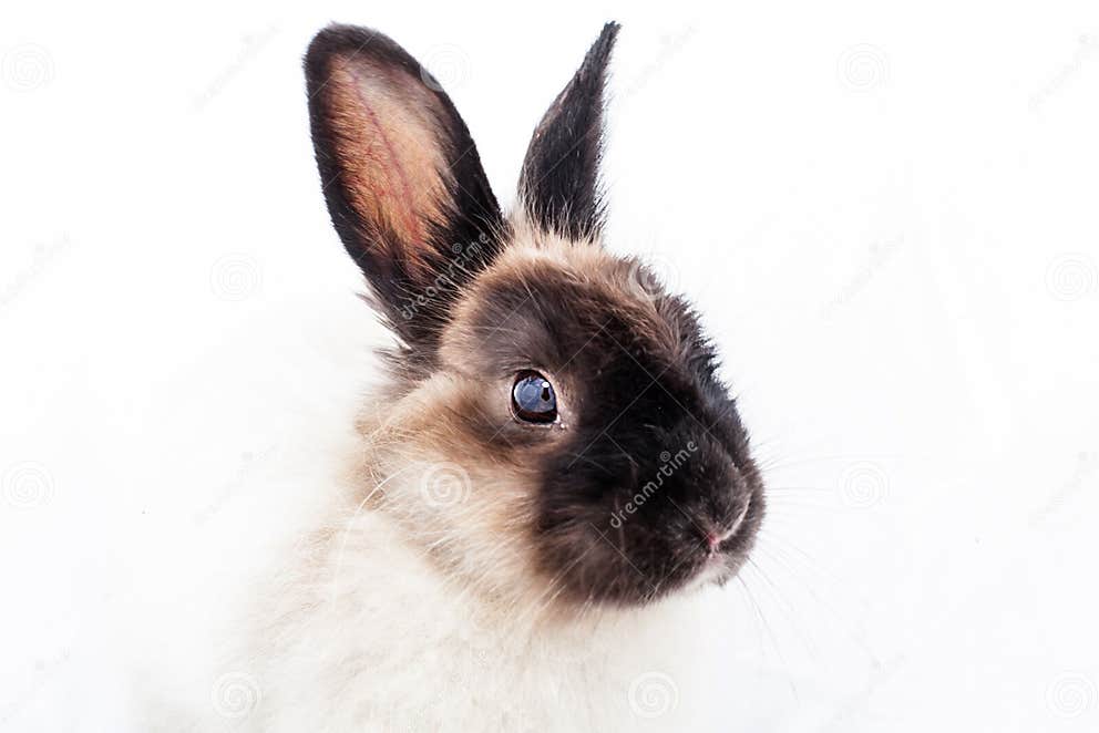 Angora Dwarf Rabbit stock image. Image of dwarf, furry - 37524879