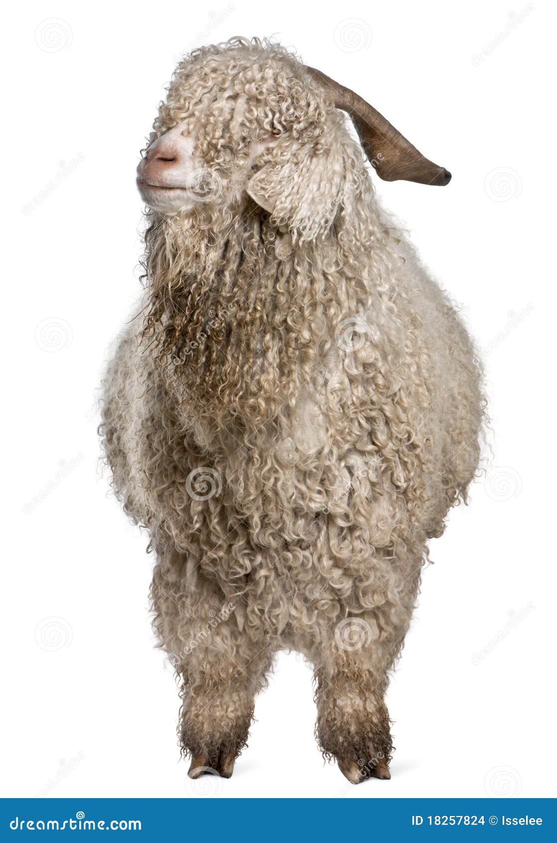 Angora geit stock foto. Image of gehoornd, mensen, schot - 18257824