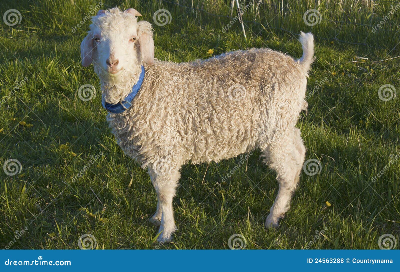 Angora geit stock foto. Image of dier, gelukkig, weiland - 24563288