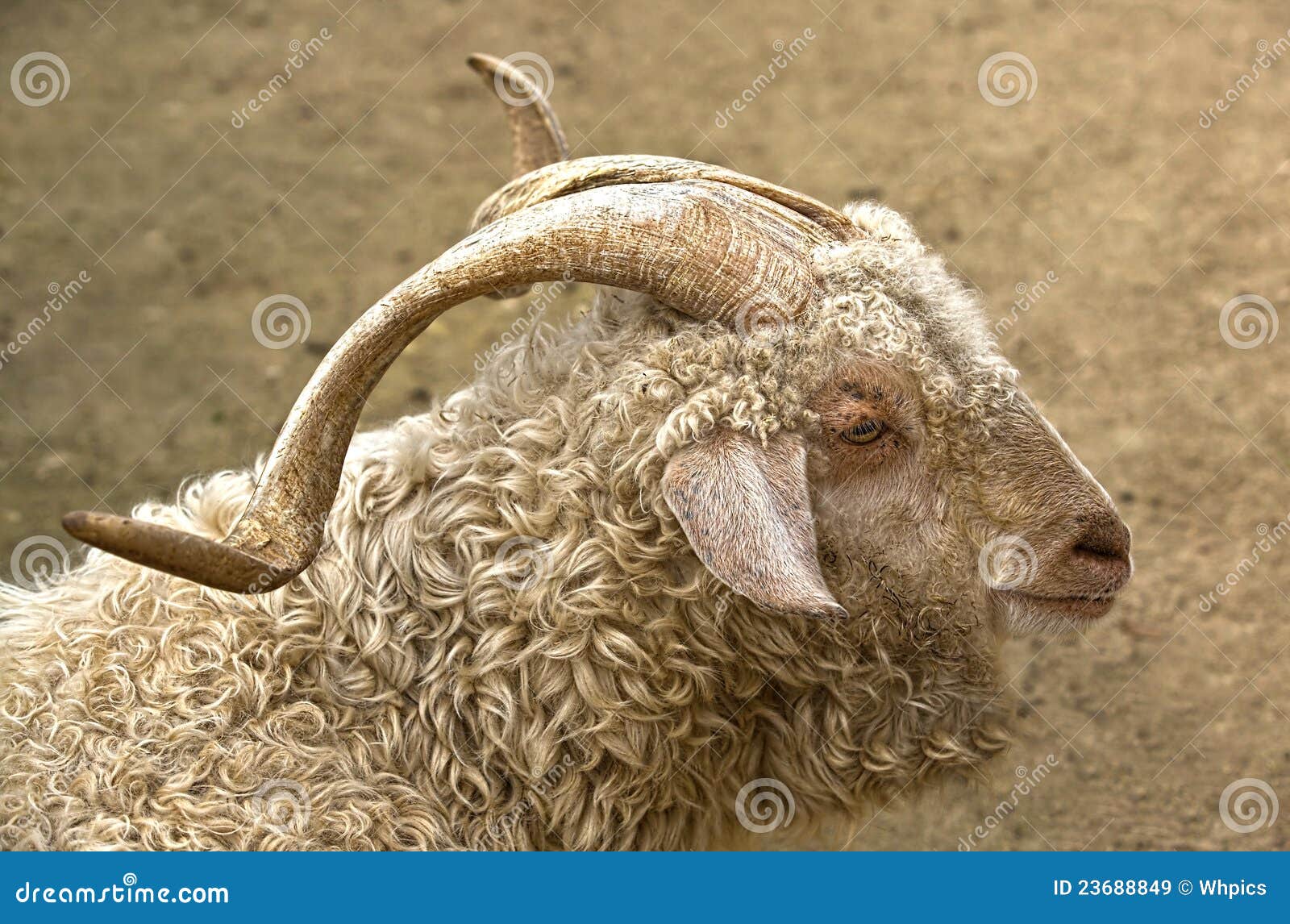 Angora goat stock image. Image of winter, domesticus - 23688849