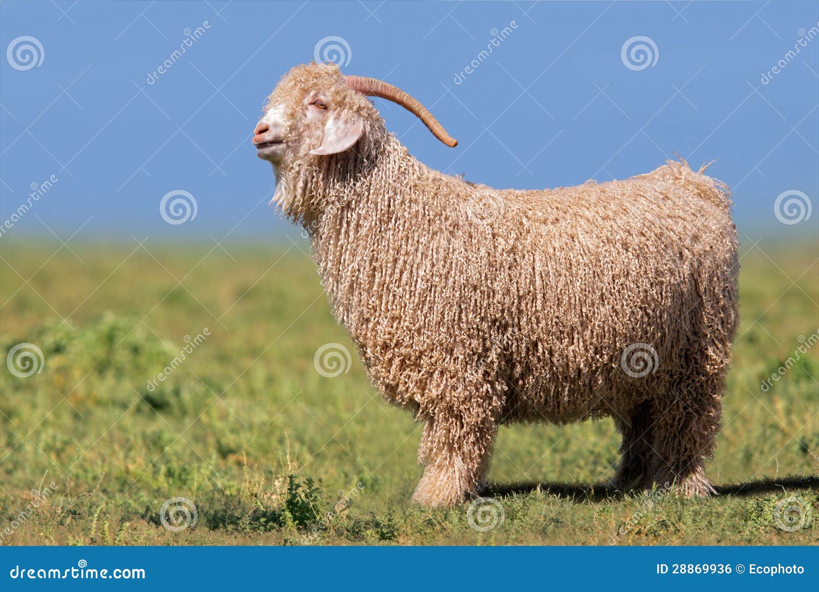 Angora goat stock photo. Image of agriculture, farm, species - 28869936