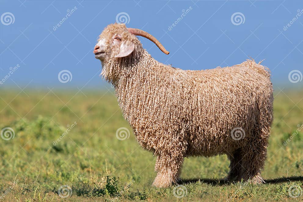 Angora goat stock photo. Image of agriculture, farm, species - 28869936