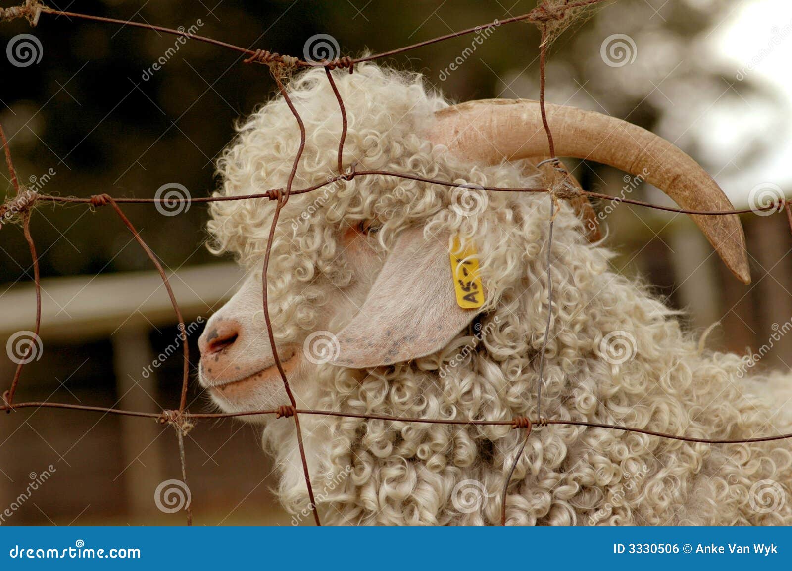 Angora goat stock photo. Image of portrait, mammals, animal - 3330506