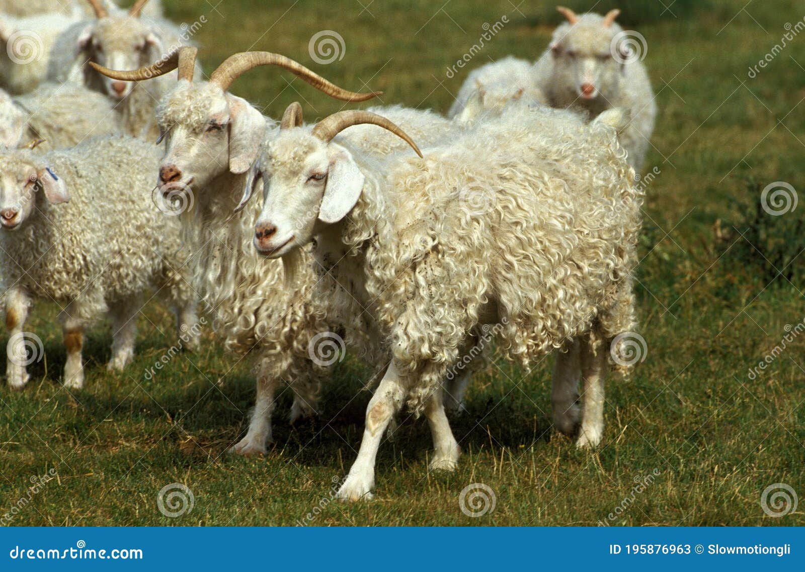 Angora Goat, Breed Producing Mohair Wool Stock Image - Image of quarter ...