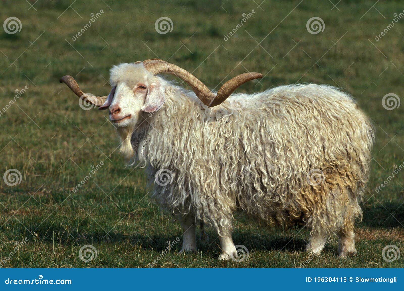 Angora Goat, Breed Producing Mohair Wool, Billy-goat with Long Horns ...