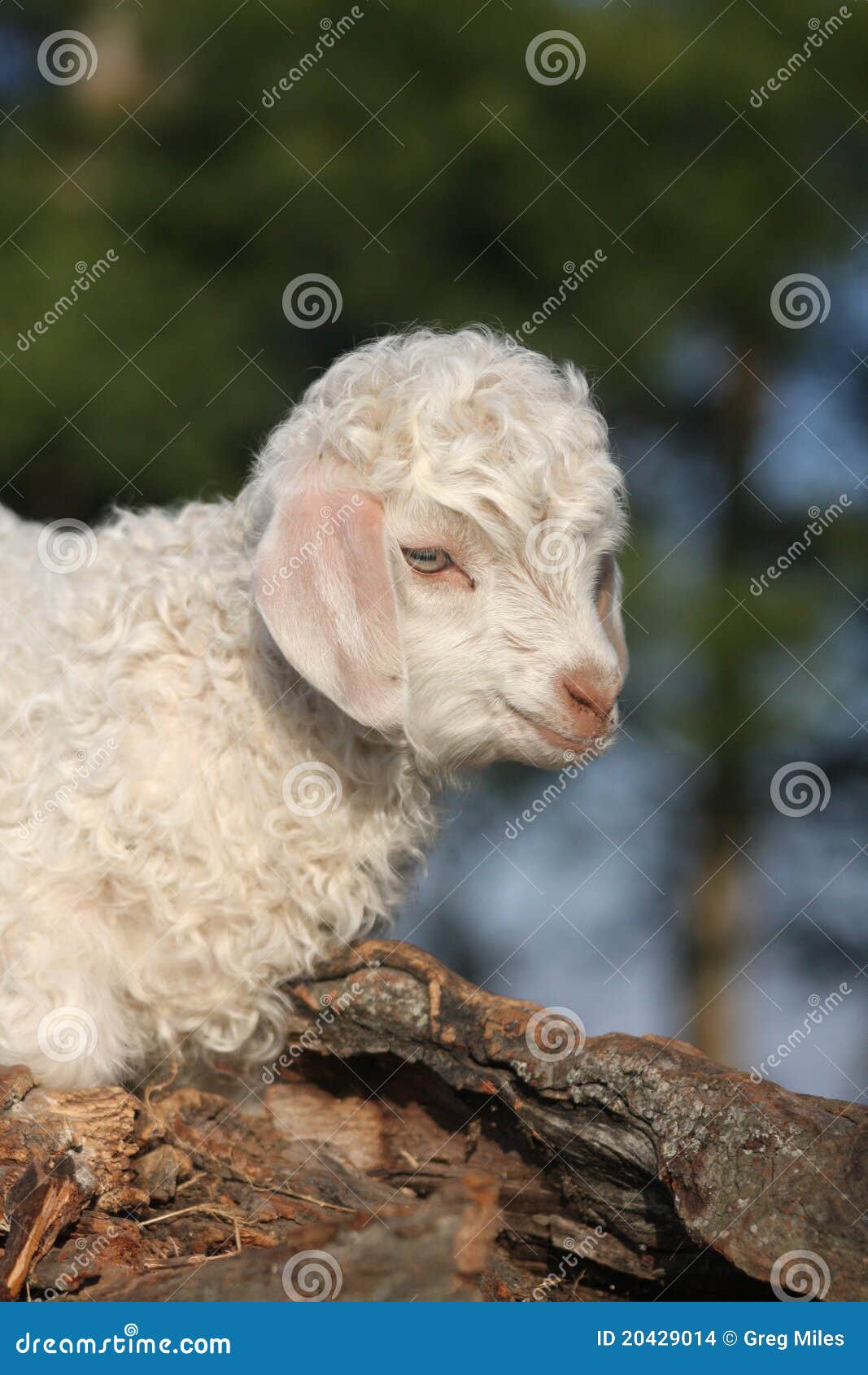 Angora Goat Kids
