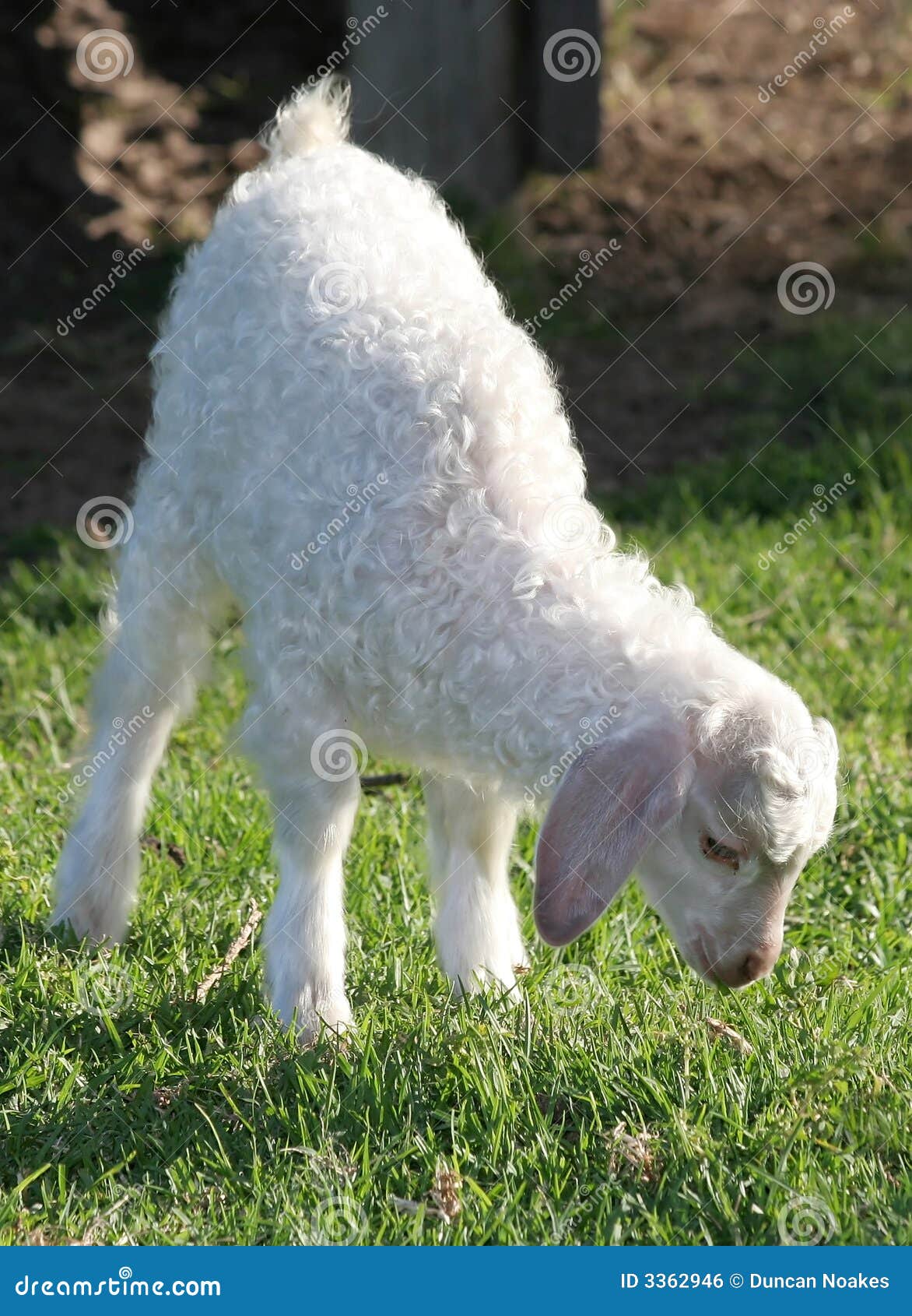 Baby Angora Goats