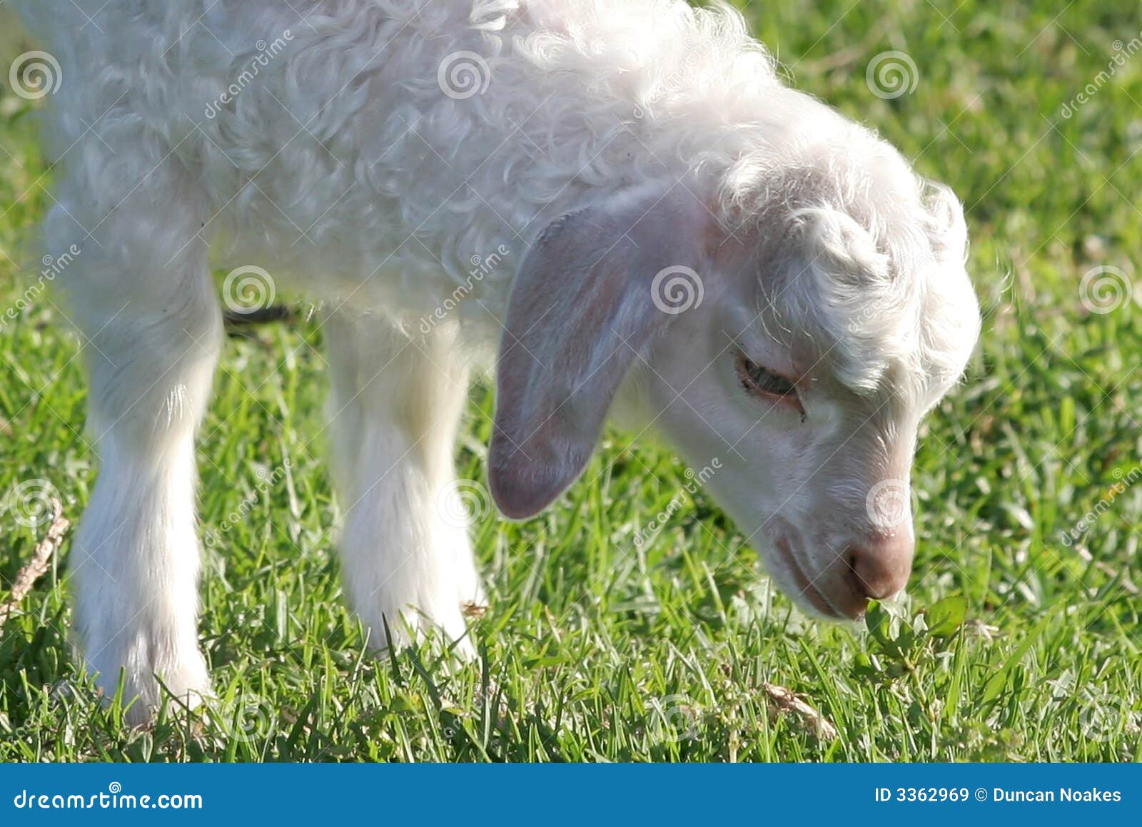 Angora Goat Kid stock image. Image of young, sniffing - 3362969