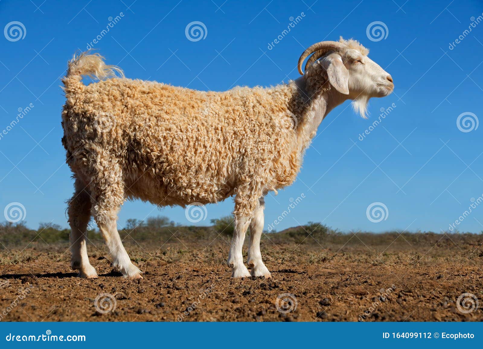 Angora Goat on a Rural Farm Stock Photo - Image of outdoors, african ...