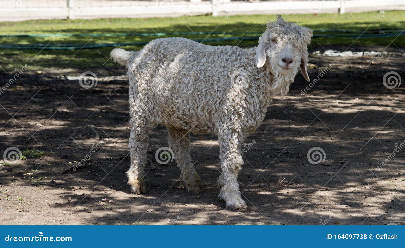 This is an angora goat stock photo. Image of billy, nanny - 164097738
