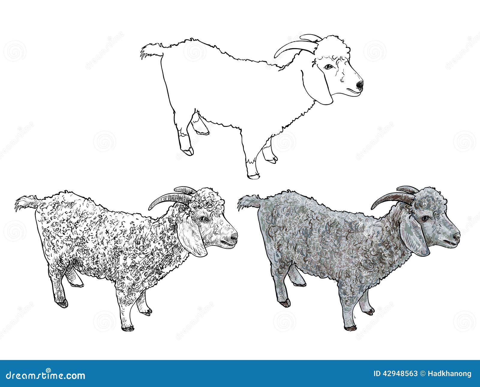 Angora goat-vector stock vector. Illustration of angora - 42948563