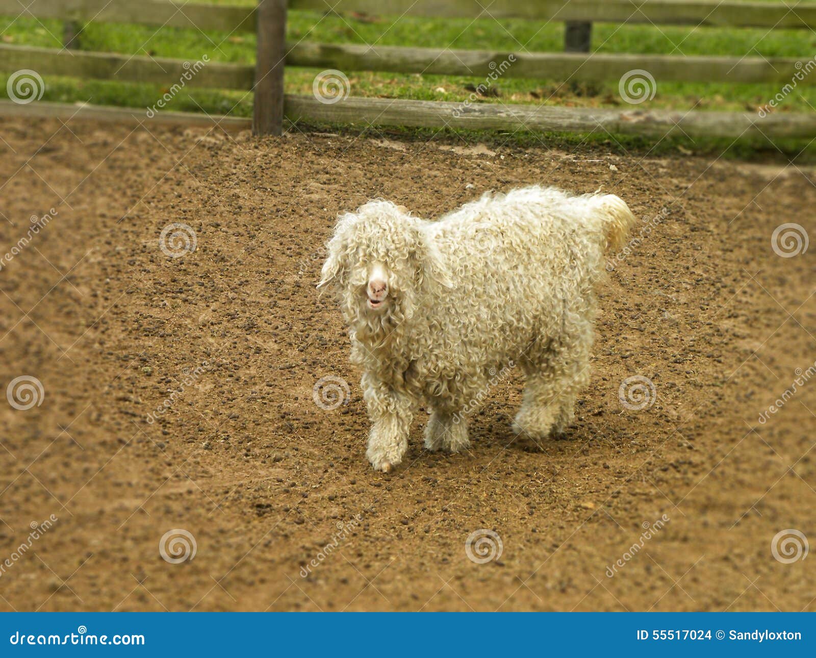 Angora Goat stock photo. Image of angora, feeding, goat - 55517024