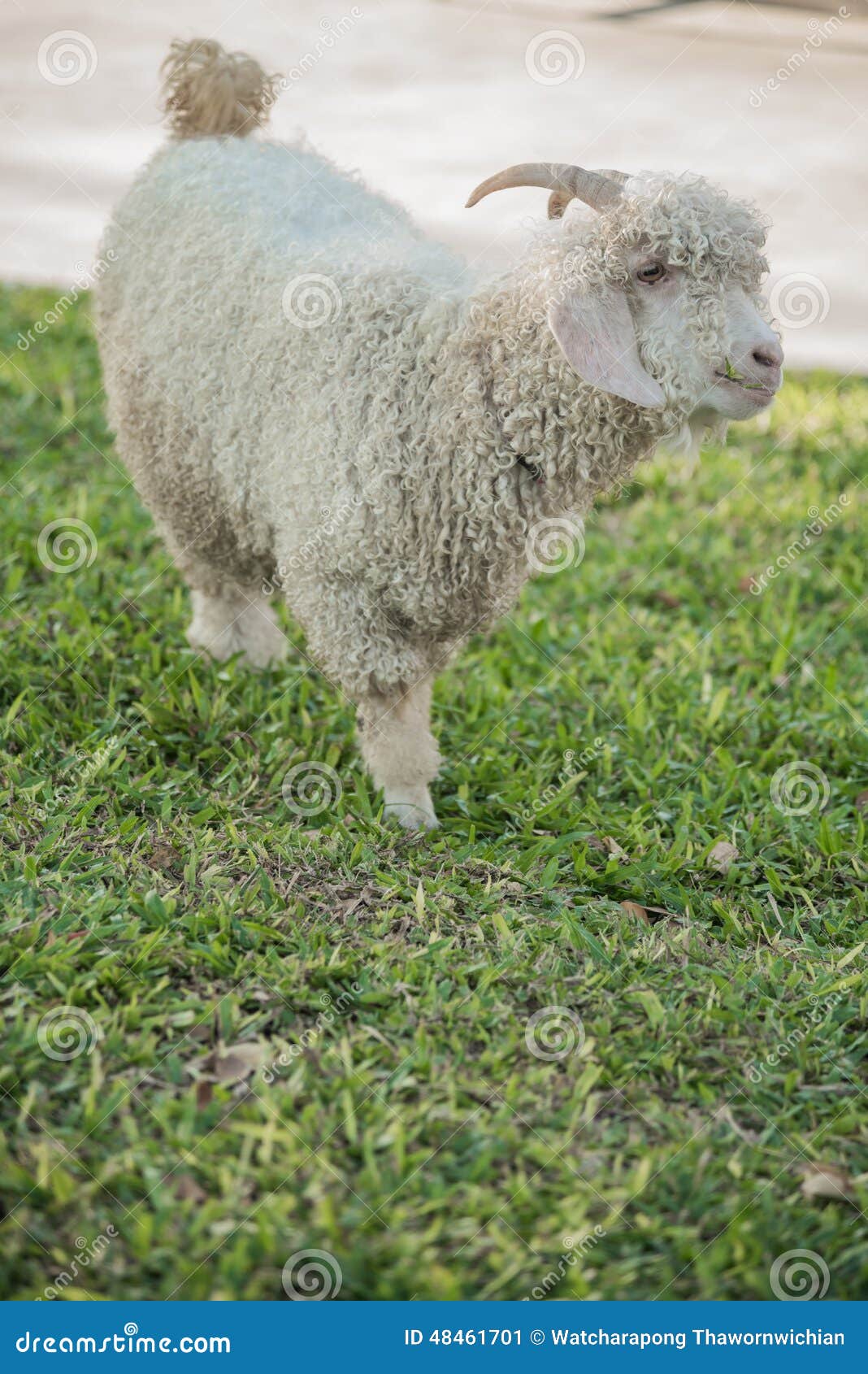 Angora goat stock image. Image of agriculture, male, people - 48461701
