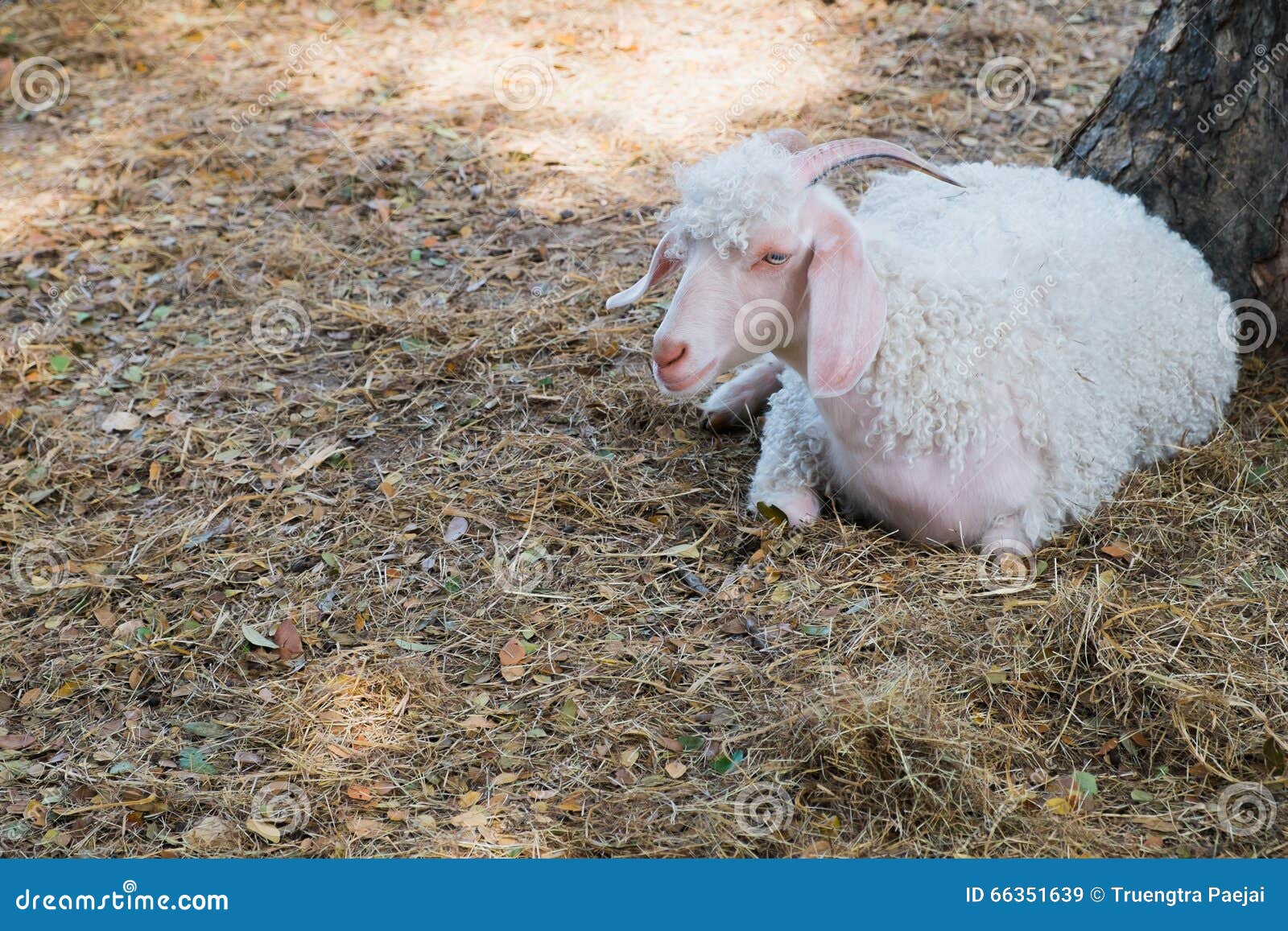 Angora goat stock image. Image of sunny, mammal, summer - 66351639