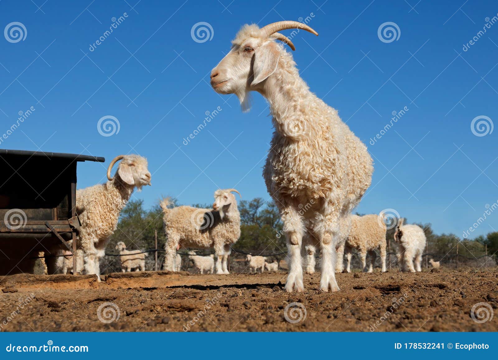 Angora goats in a paddock stock image. Image of white - 178532241