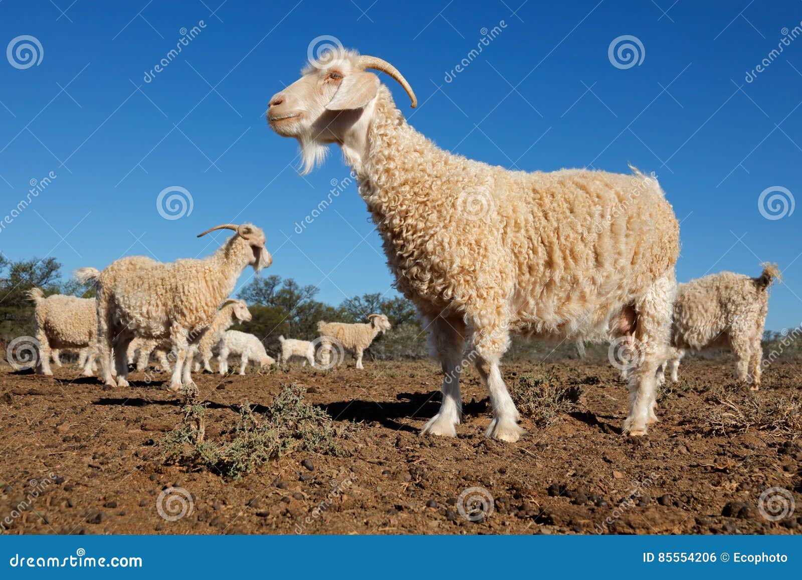 Angora goats on rural farm stock photo. Image of farmland - 85554206