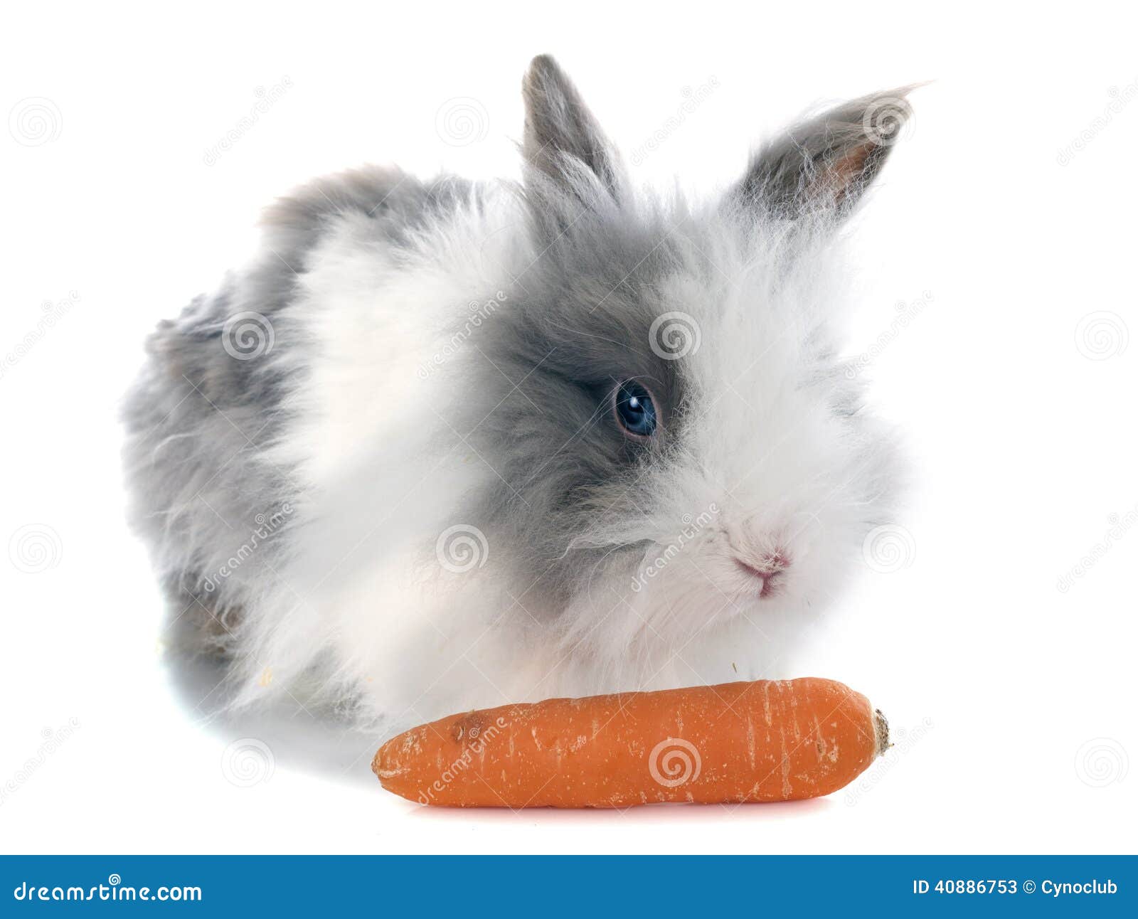 Angora- kanin fotografering för bildbyråer. Bild av studio - 40886753